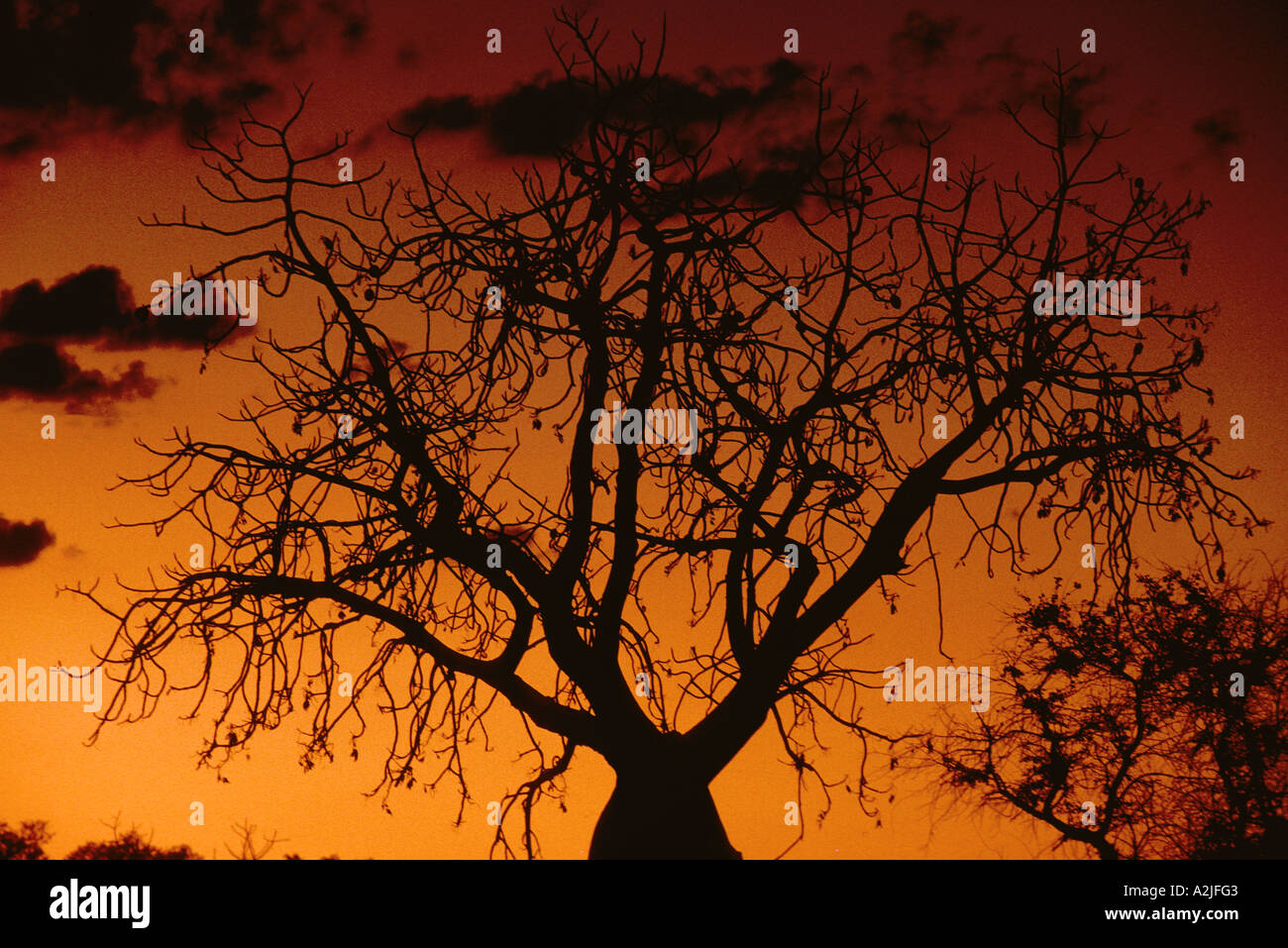 Silhouette of boab tree High Resolution Stock Photography and Images ...