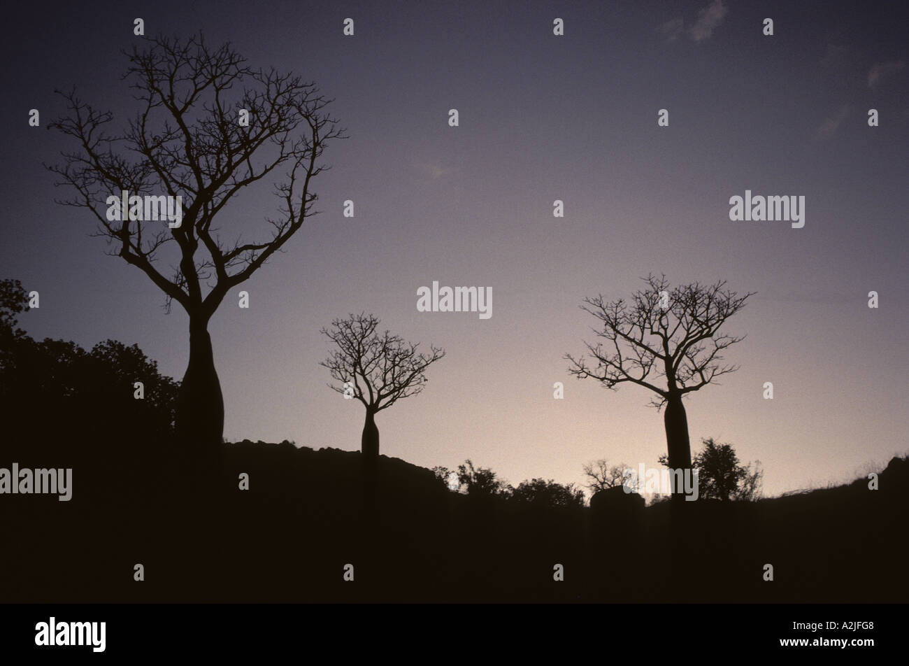 Silhouette boab trees High Resolution Stock Photography and Images - Alamy