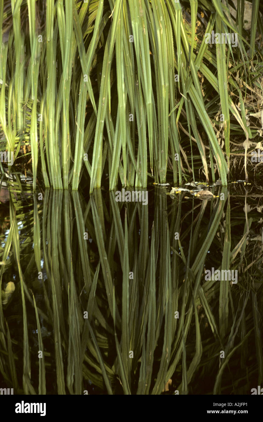 Water reeds Kununara Western Australia Stock Photo - Alamy