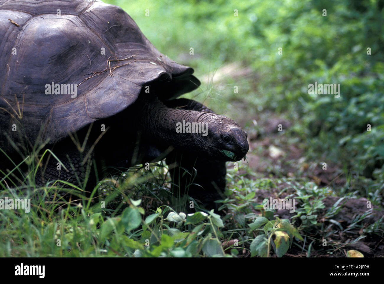 Africa, Seychelles, Fregate Island, giant tortoise Stock Photo - Alamy