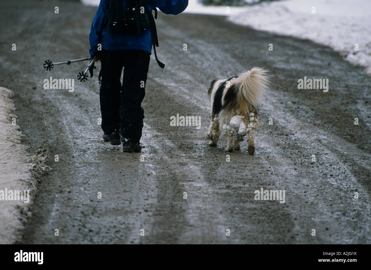 dana berry and her dog pascal walking up dirt road after a day of ...