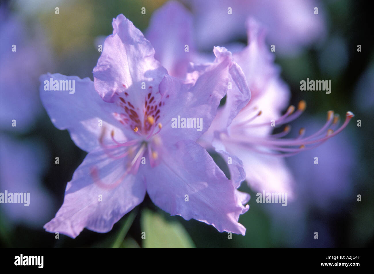 Bossom of nature hi-res stock photography and images - Alamy