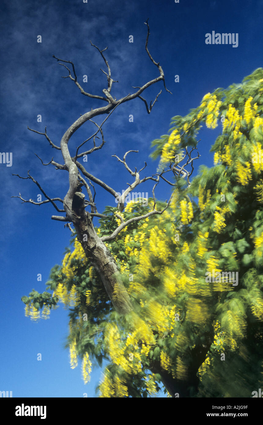 Old laburnum tree hi-res stock photography and images - Alamy