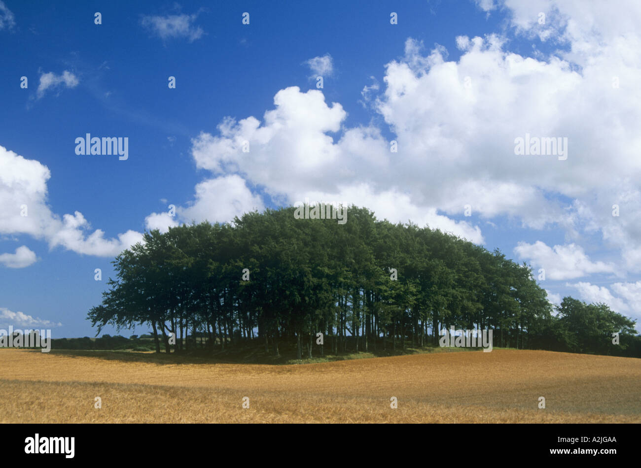 Angus scotland hi-res stock photography and images - Alamy