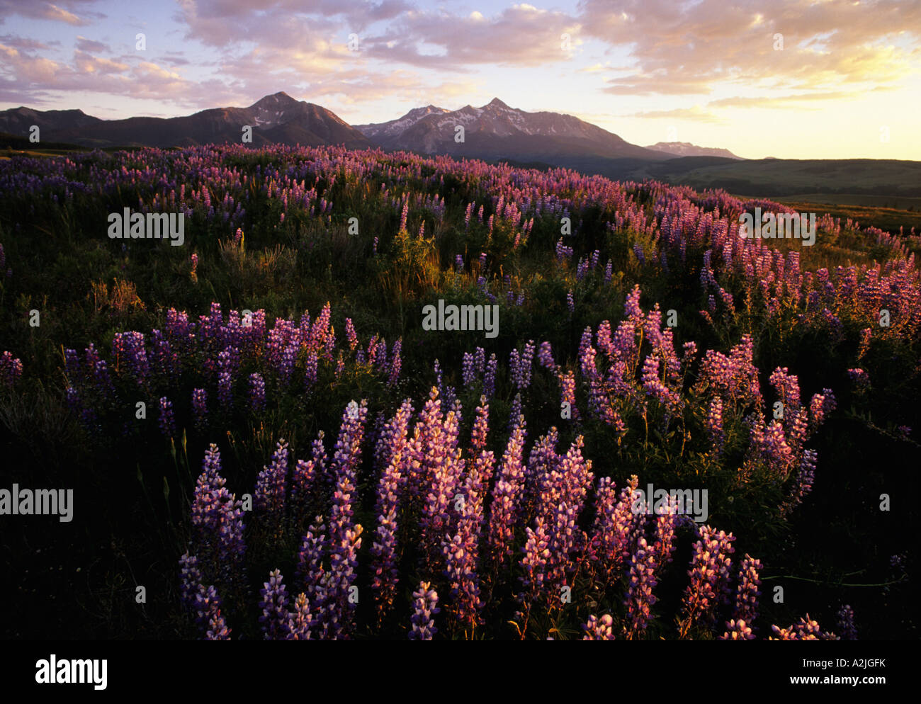lupine flowers wilson peak west elk meadows telluride colorado Stock ...
