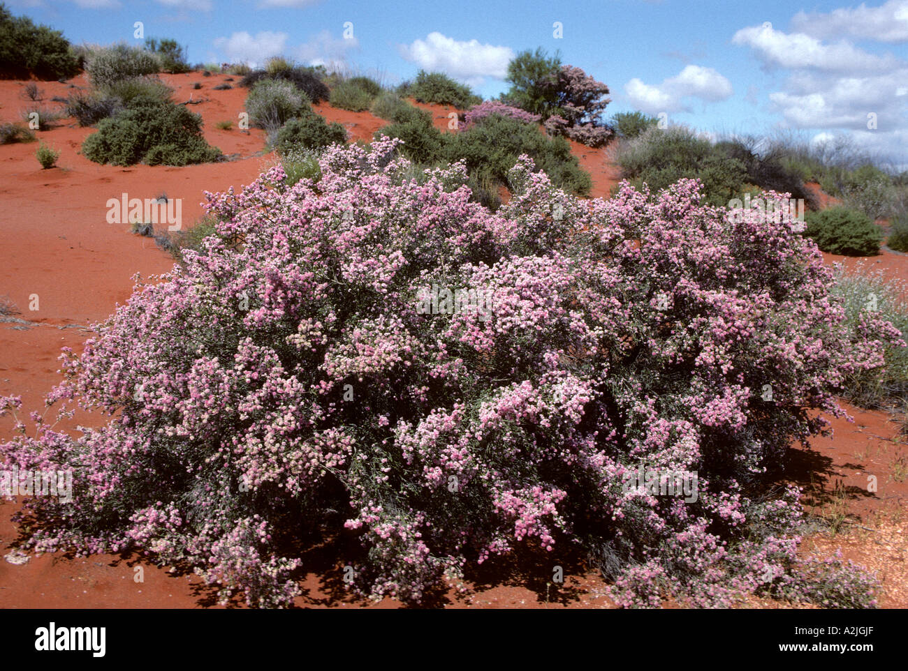 Wild shrub Western Australia Stock Photo - Alamy