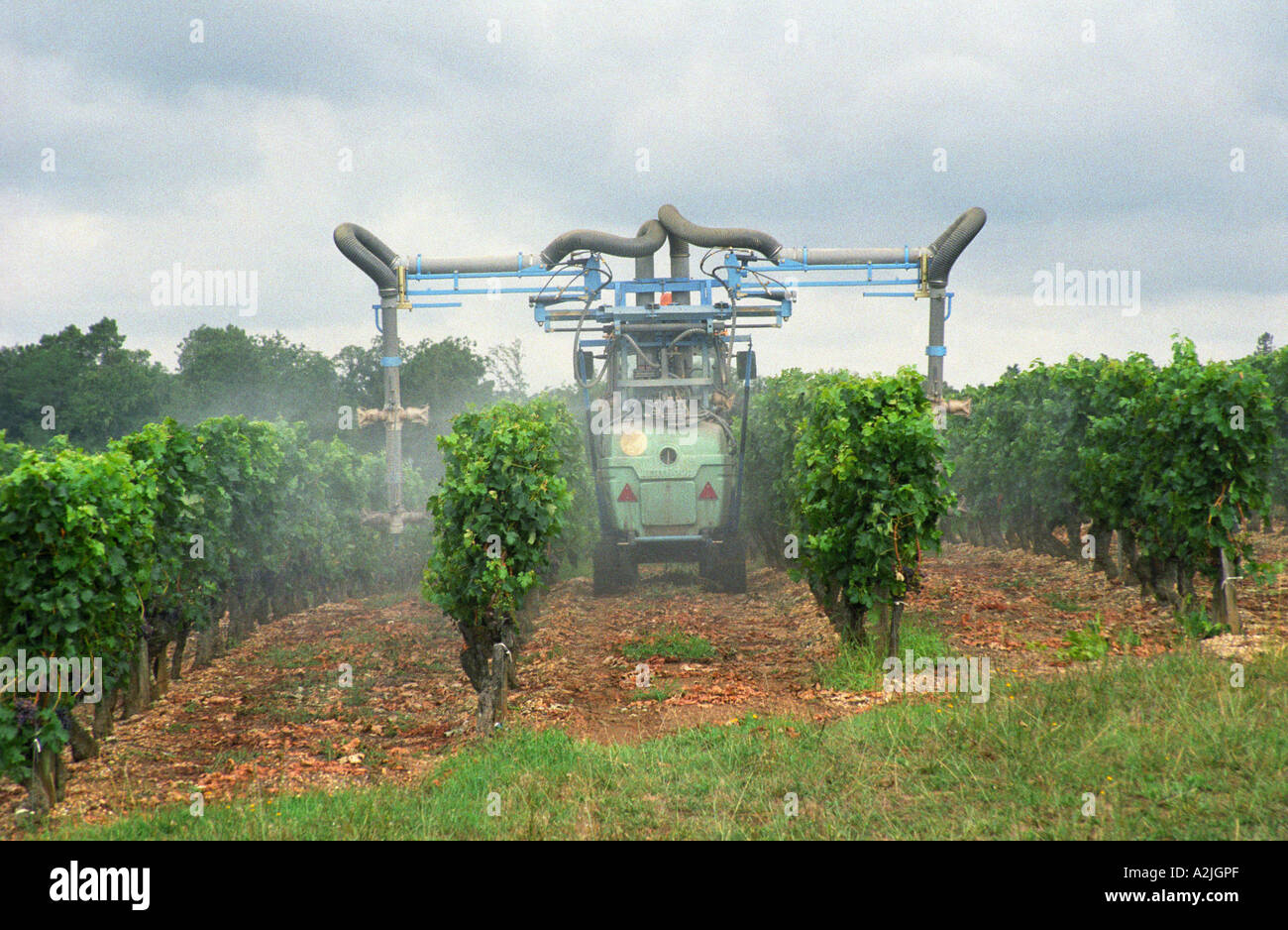 A tractor spraying vines with sulphur sulfur in a vineyard in Bordeaux ...