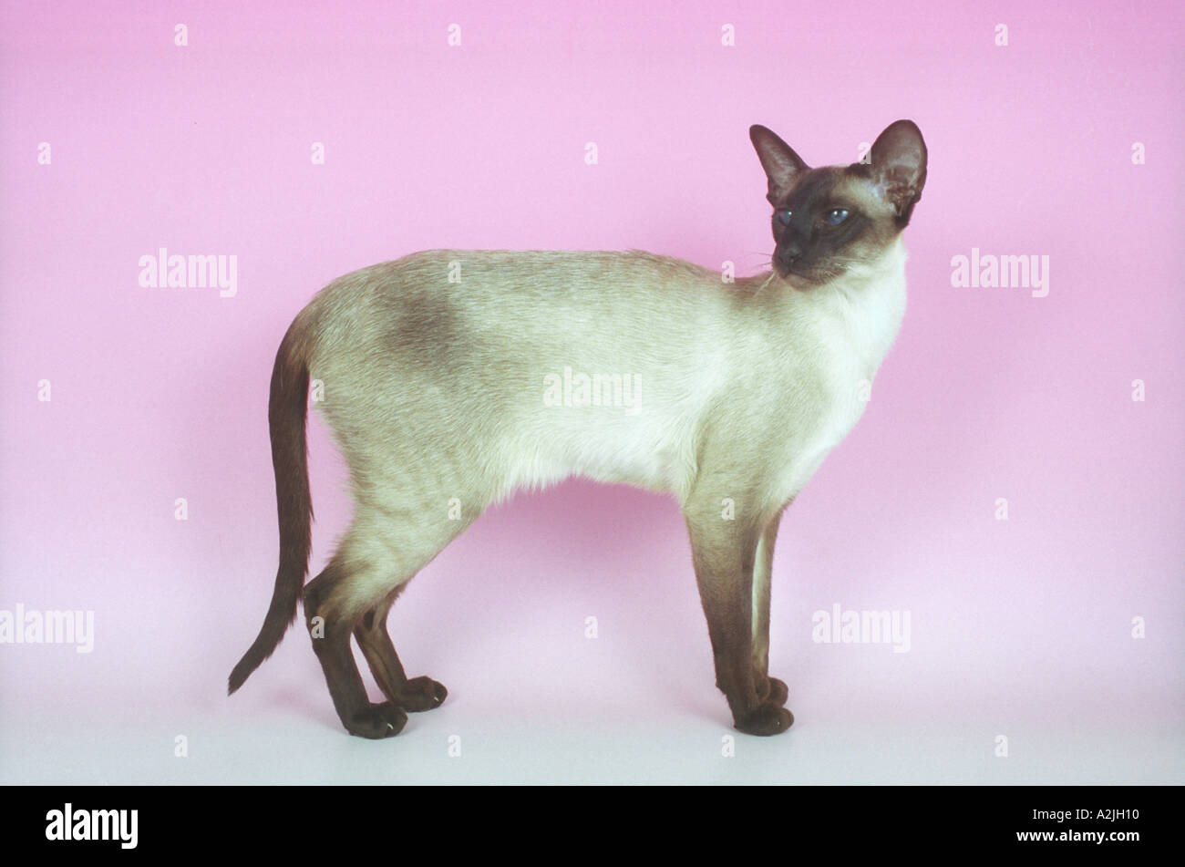 Seal Point Siamese Cat Sideview on Pink Stock Photo - Alamy