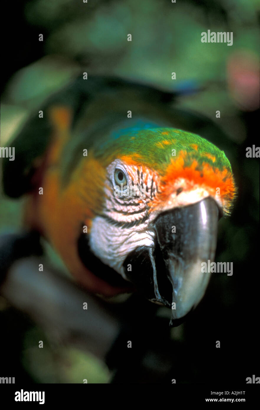Parrot looks up hi-res stock photography and images - Alamy
