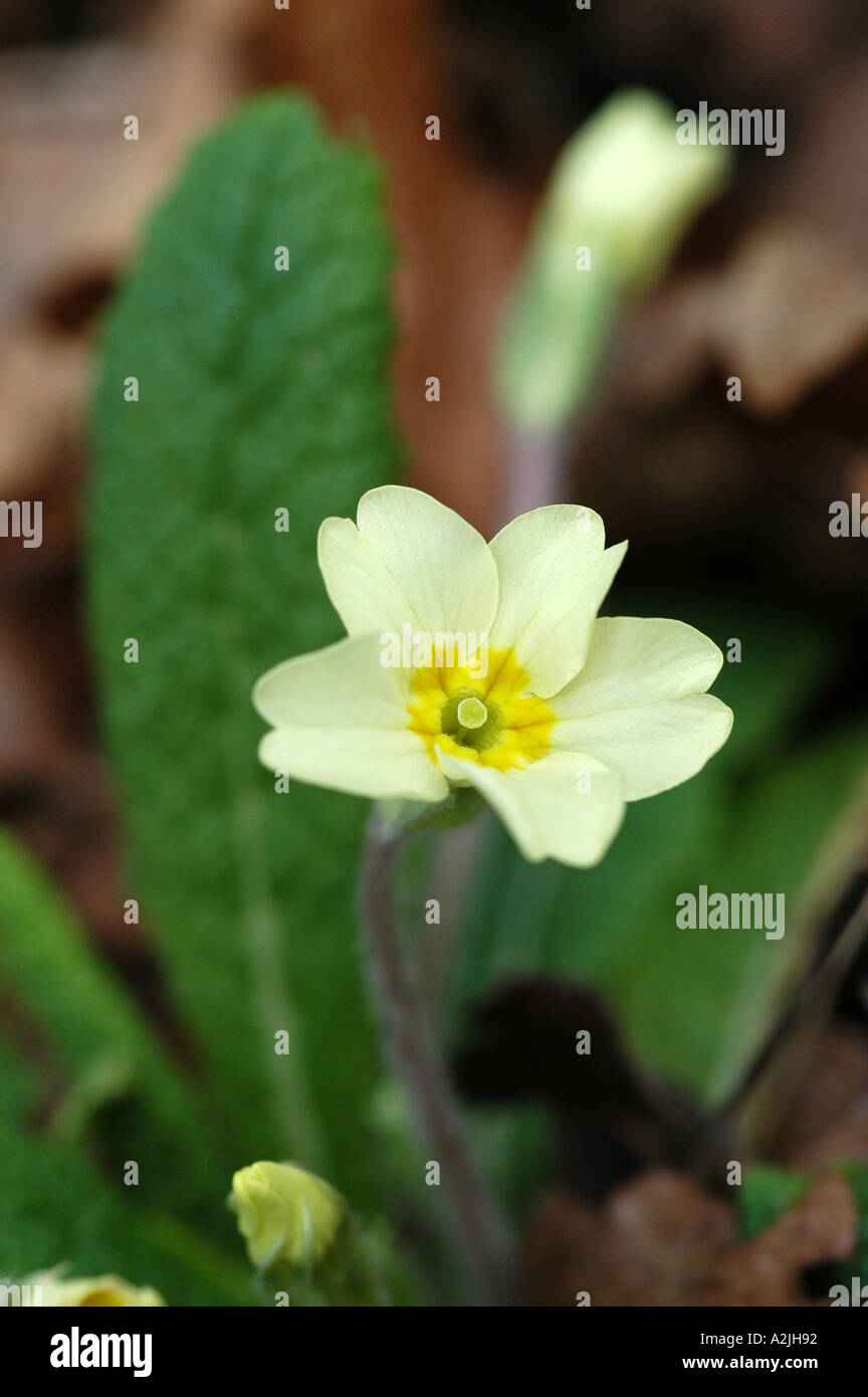 Yellow primrose hi-res stock photography and images - Alamy