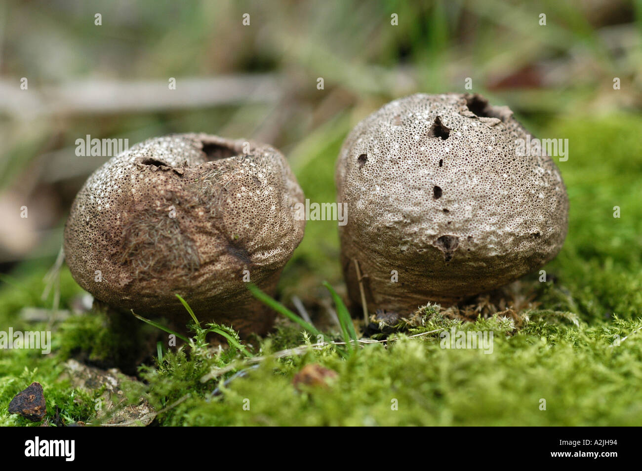Puffball fungi hi-res stock photography and images - Alamy