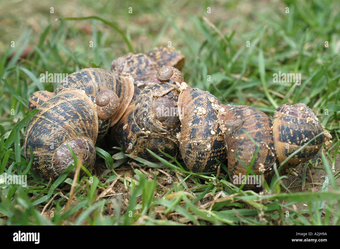Snail family hi-res stock photography and images - Alamy