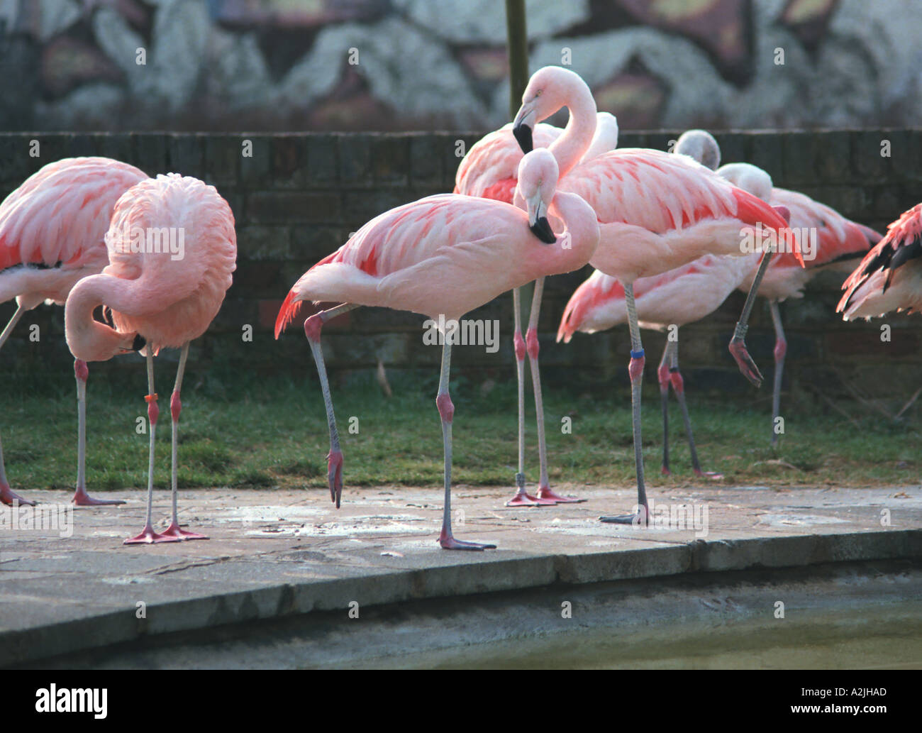 Flaming Flamingos London Stock Photo - Alamy