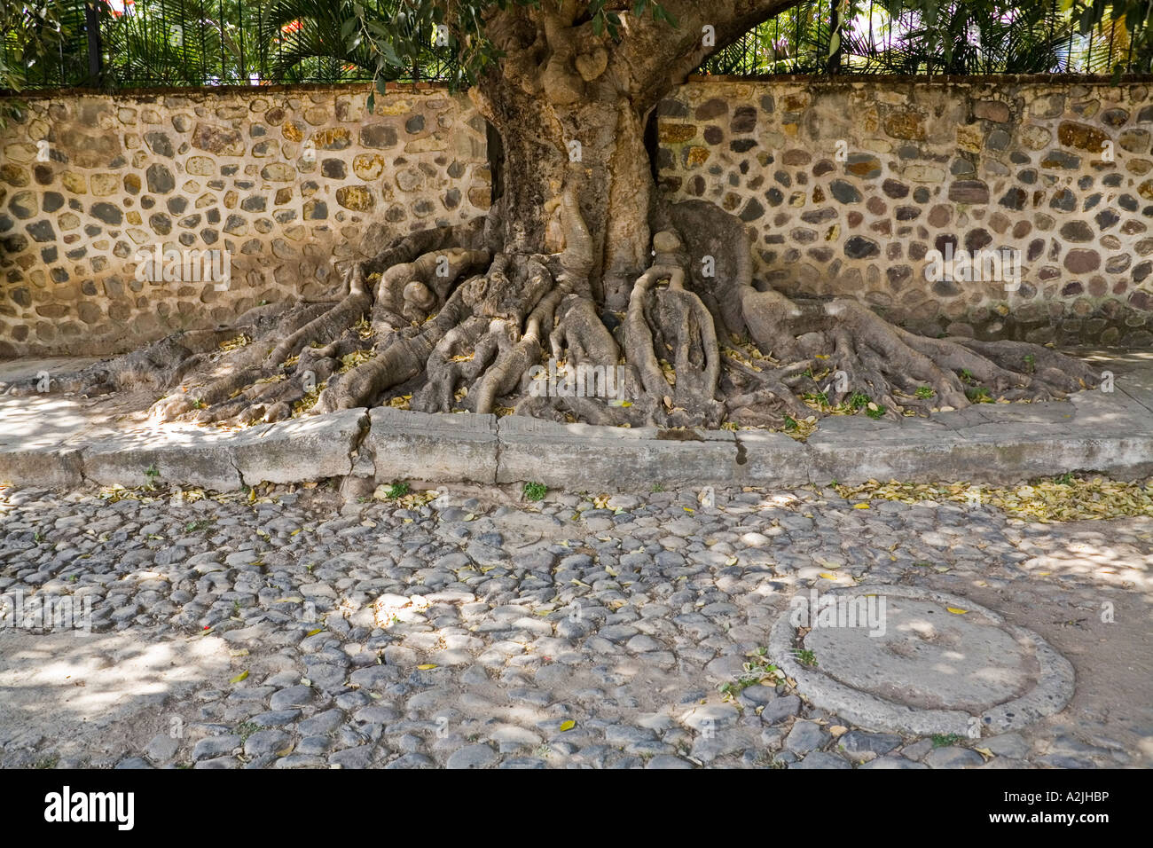 Stone wall root tree stone hi-res stock photography and images - Alamy
