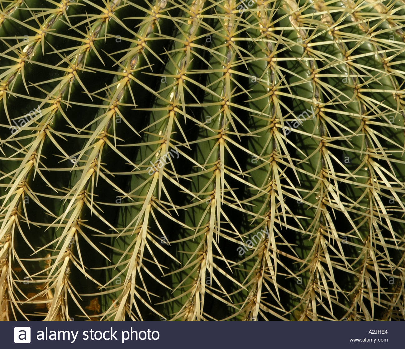 Patterned cacti hi-res stock photography and images - Alamy