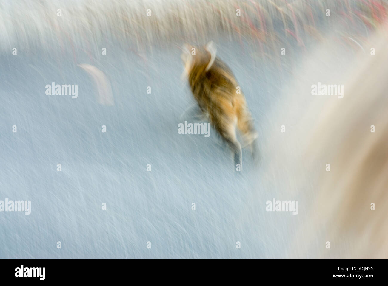 Fast moving animal hi-res stock photography and images - Alamy