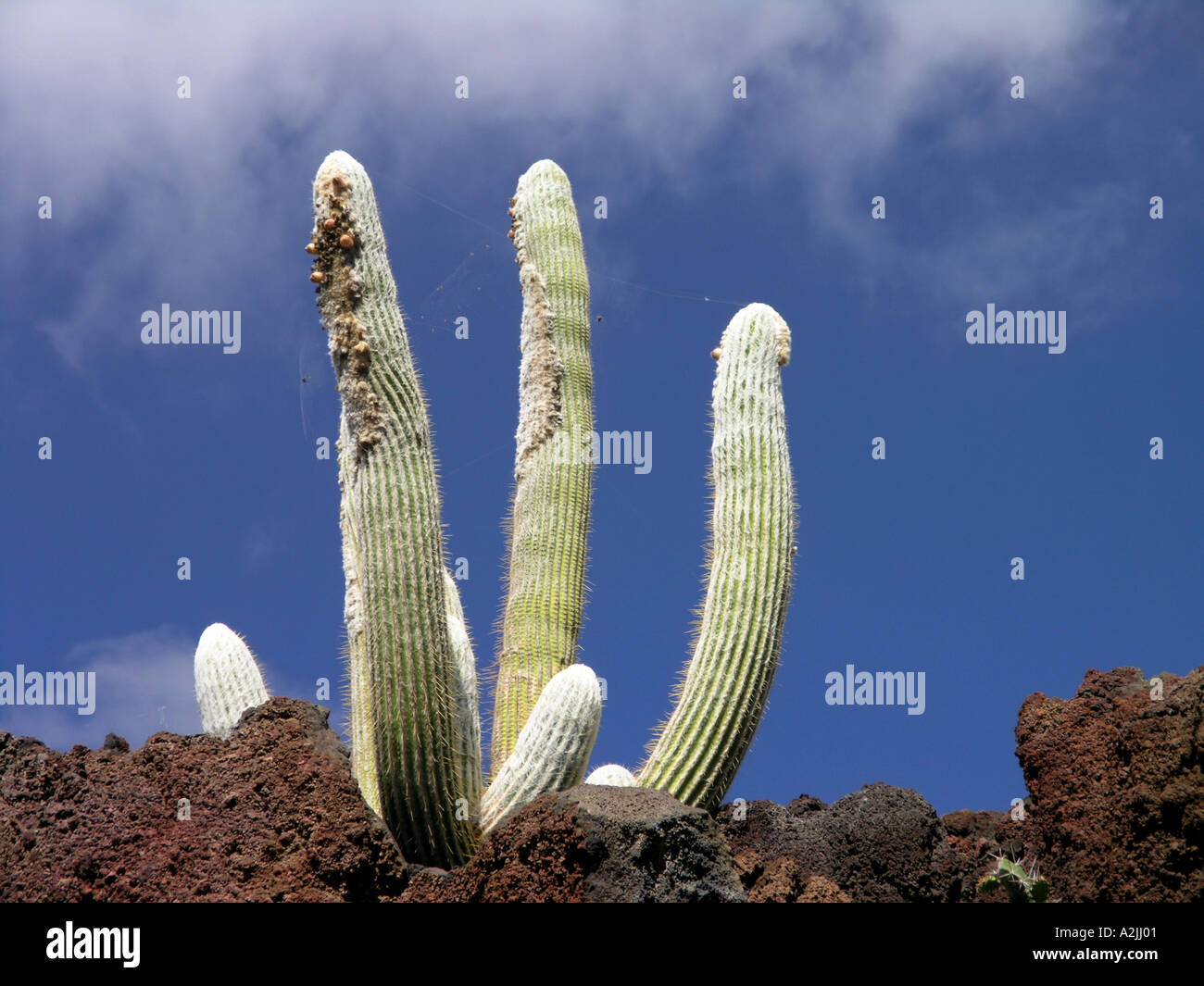 Shaped plants hi-res stock photography and images - Alamy