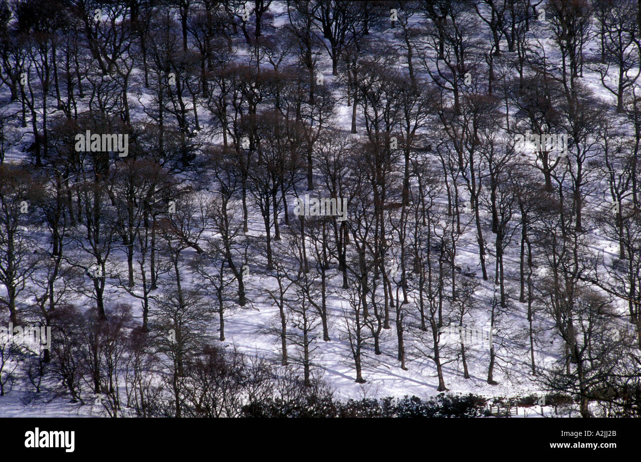 Trees on snowy hillside with a gate at the bottom of the hill Stock ...