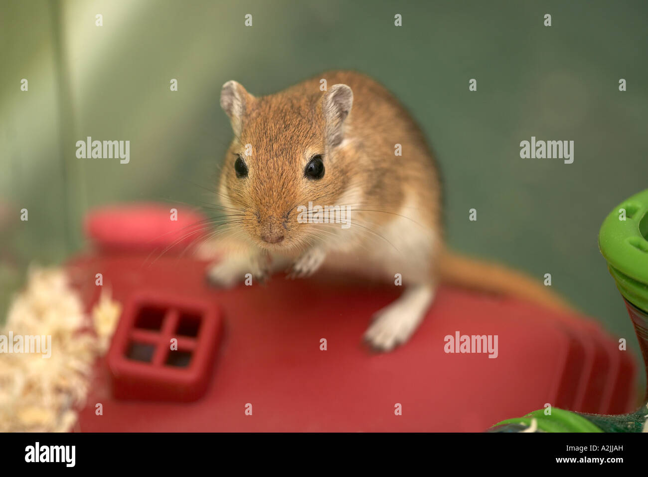 Gerbil standing on its hind legs Stock Photo - Alamy