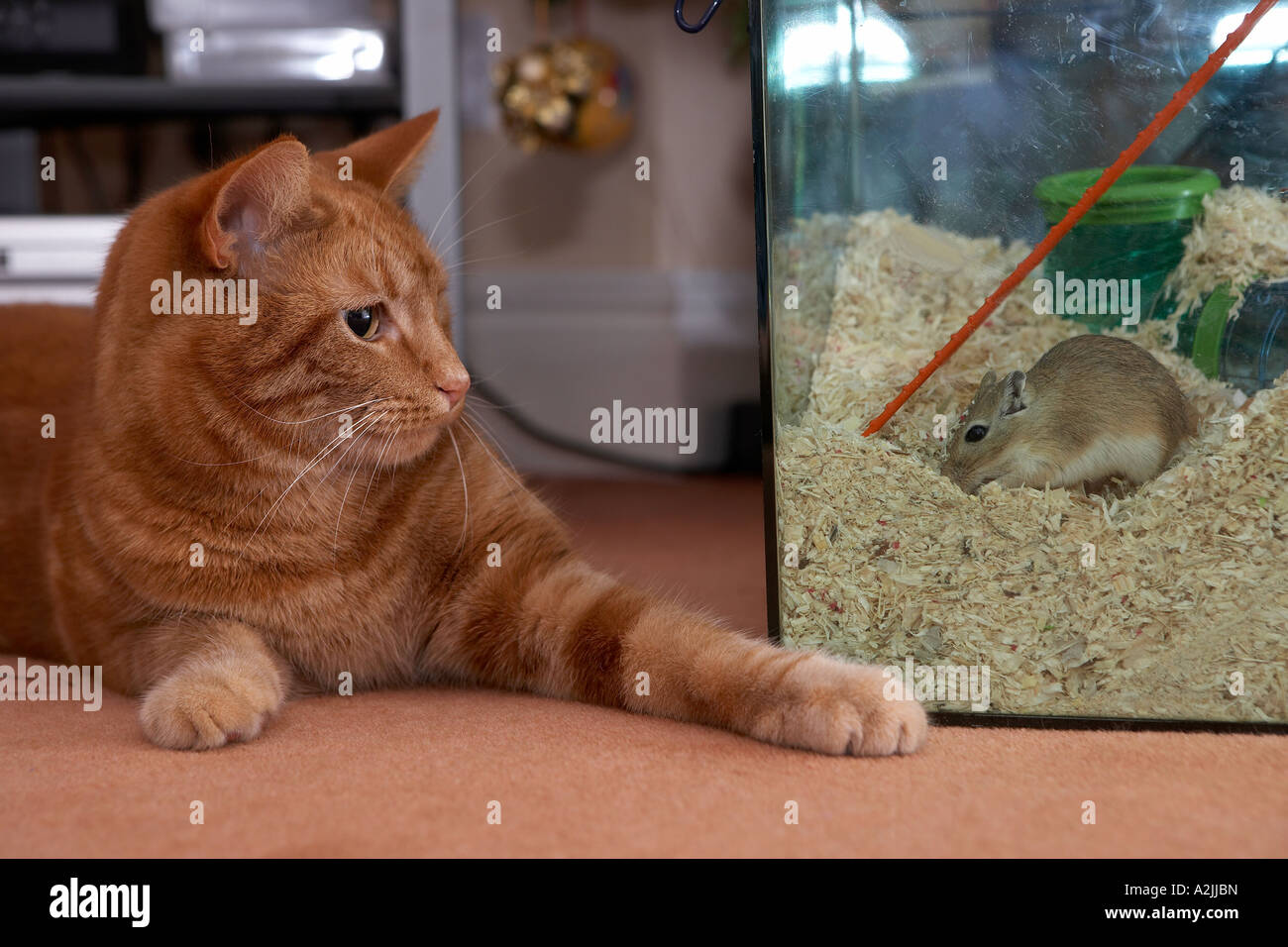 Cat patiently watching a gerbil in a glass case Stock Photo - Alamy
