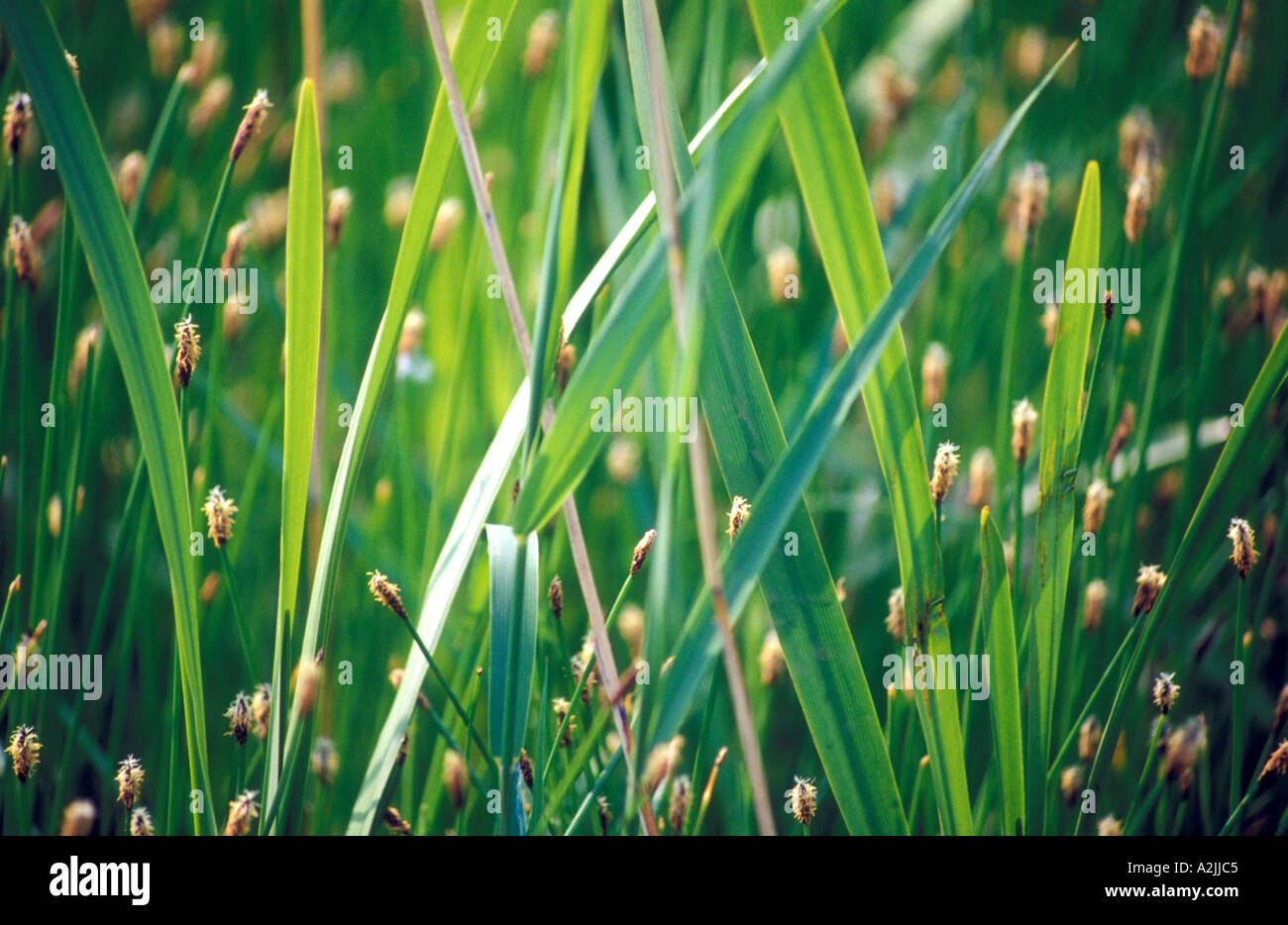 Grass stems growing in wetlands habitat England Stock Photo - Alamy