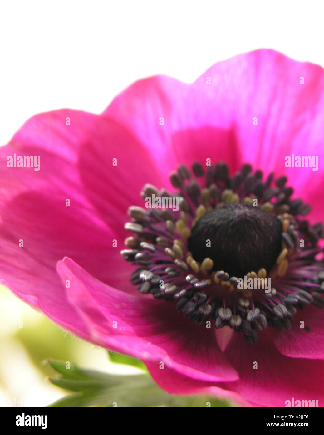 Pink Anenome flower Stock Photo - Alamy