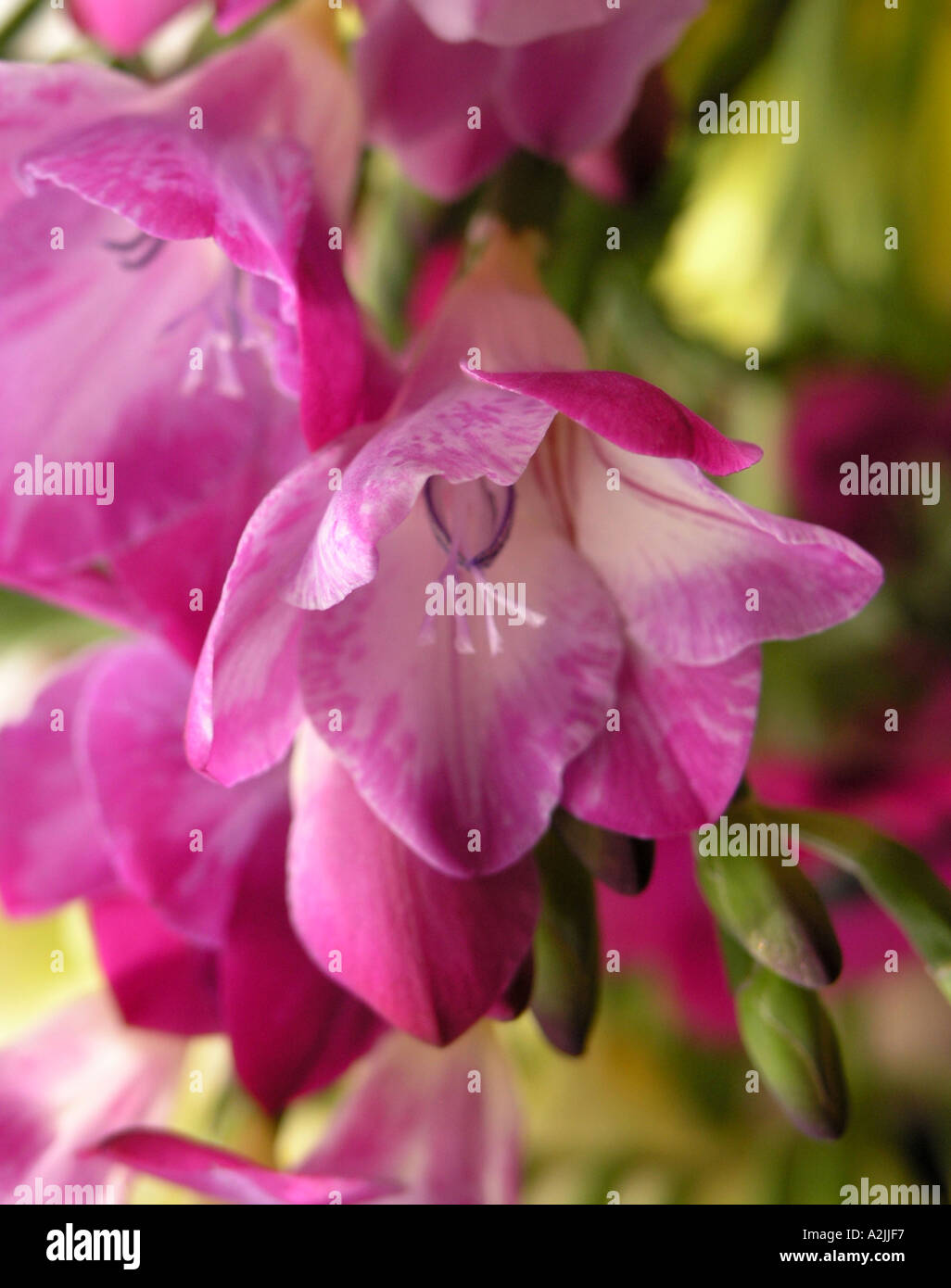 Curved flowers hi-res stock photography and images - Alamy