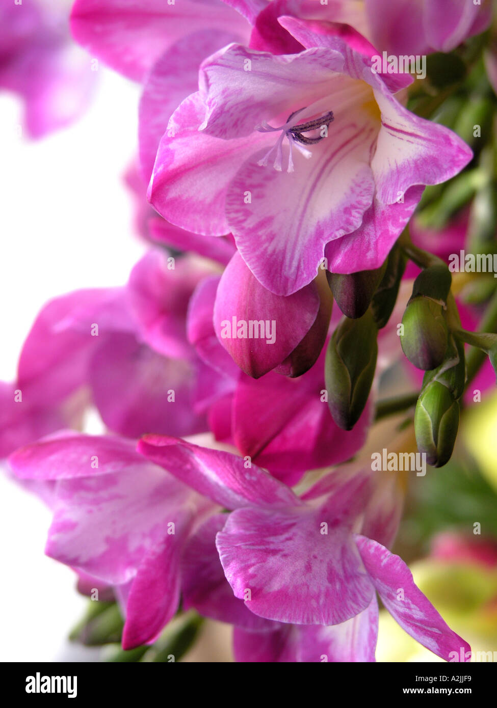 Fresia hi-res stock photography and images - Alamy