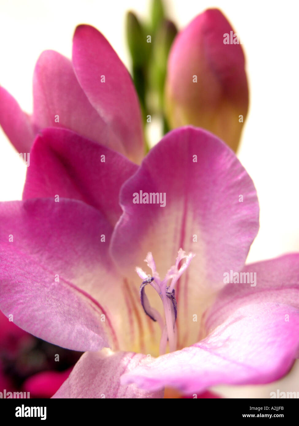 Shades of flowers hi-res stock photography and images - Alamy