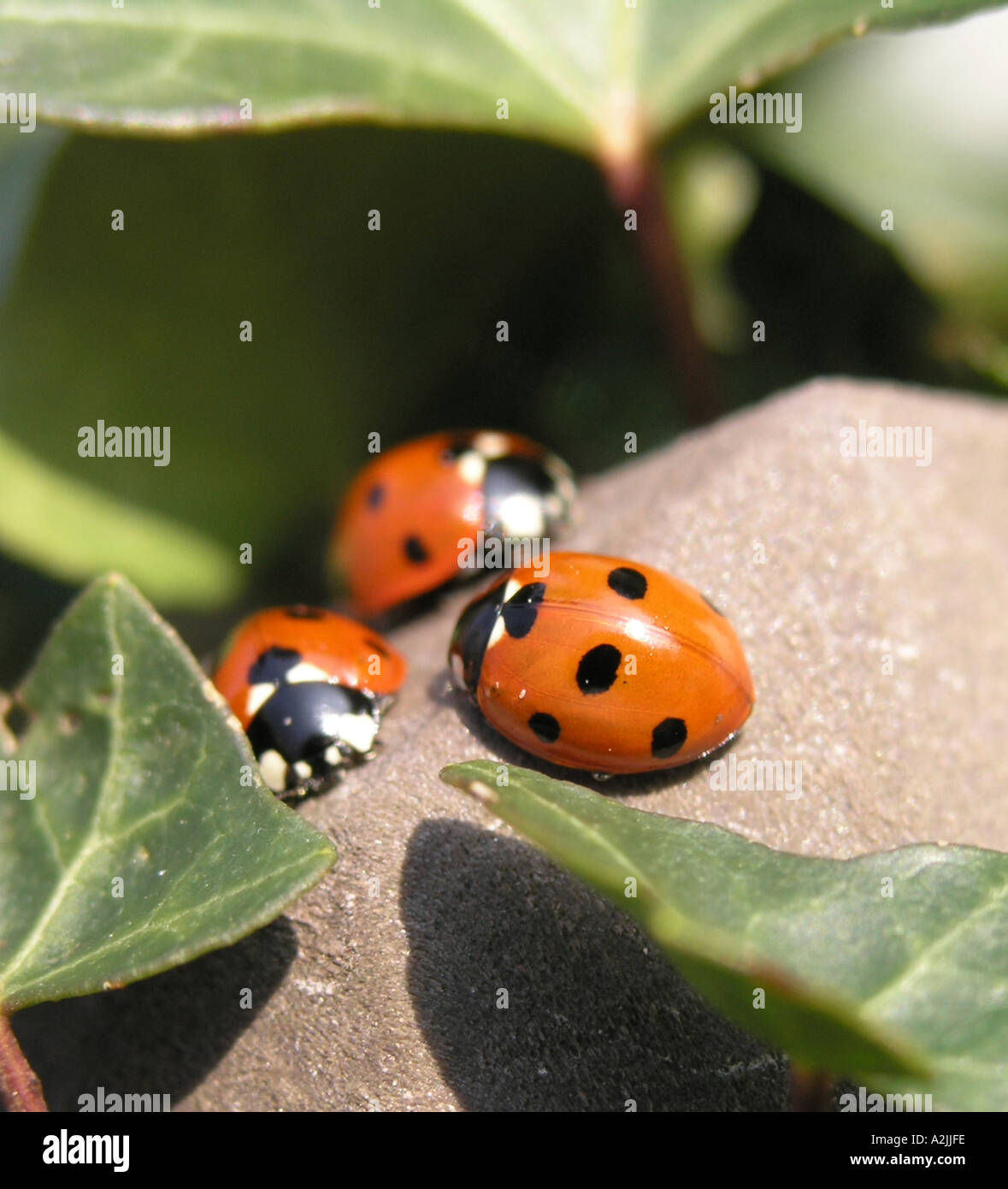 Ladybird group hi-res stock photography and images - Alamy