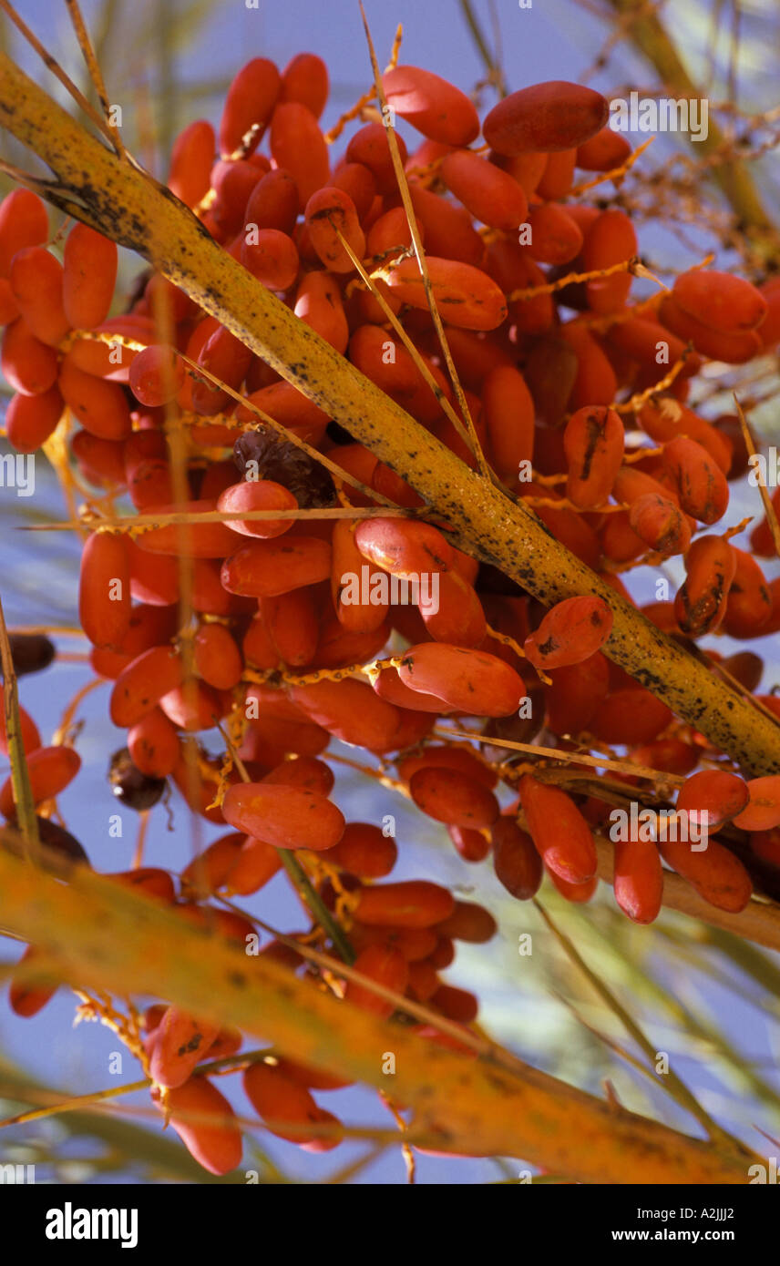 Africa, Libya, dates Stock Photo - Alamy