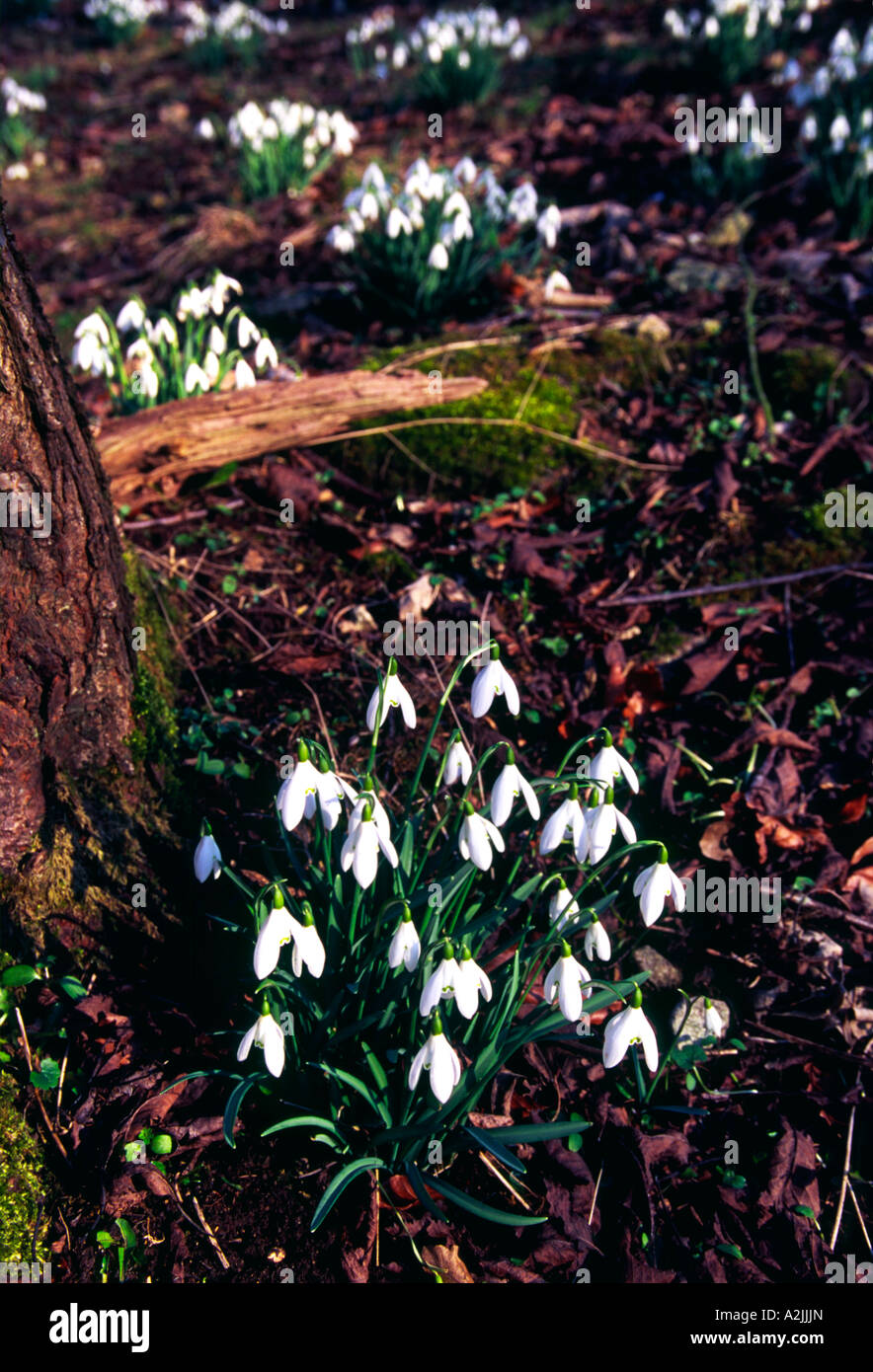 Galanthus or Snowdrops in English woodland setting Stock Photo - Alamy
