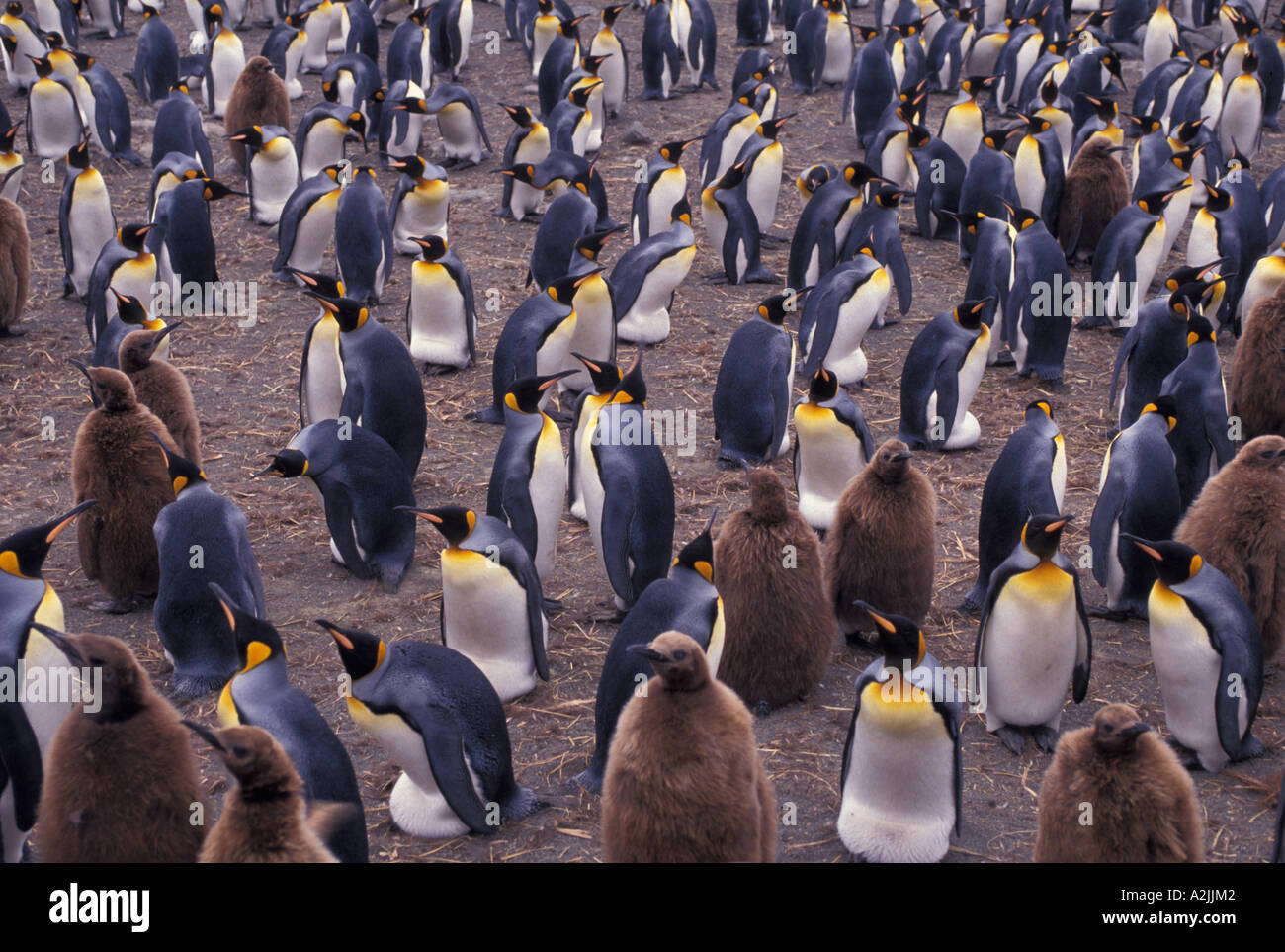 Antarctica, Sub-Antarctic Islands, South Georgia. King Penguin rookery ...