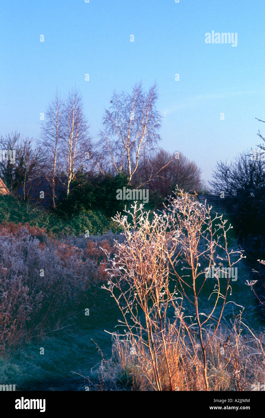 Grasses highlight hi-res stock photography and images - Alamy