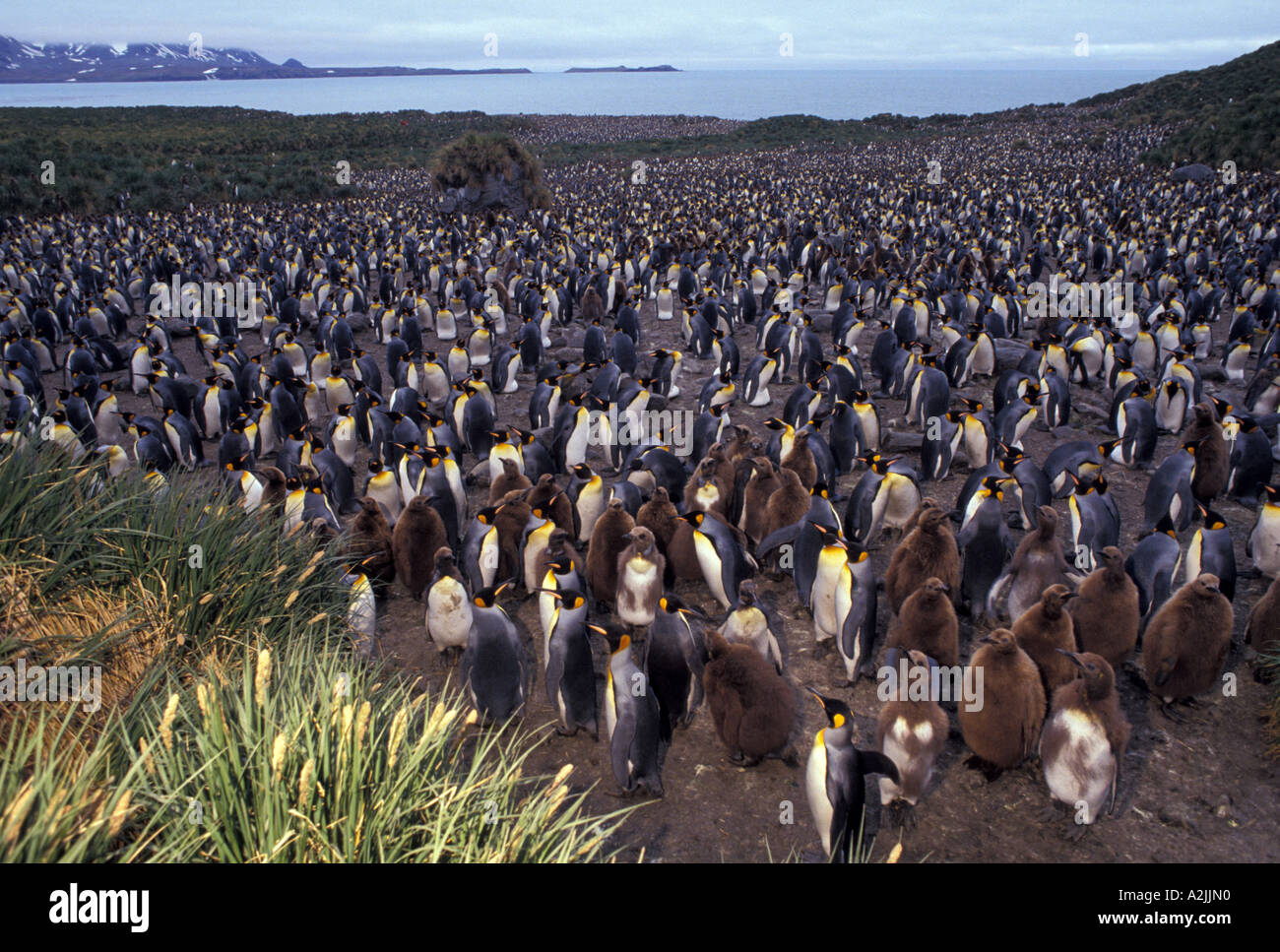 Antarctica, Sub-Antarctic Islands, South Georgia. King Penguin rookery ...