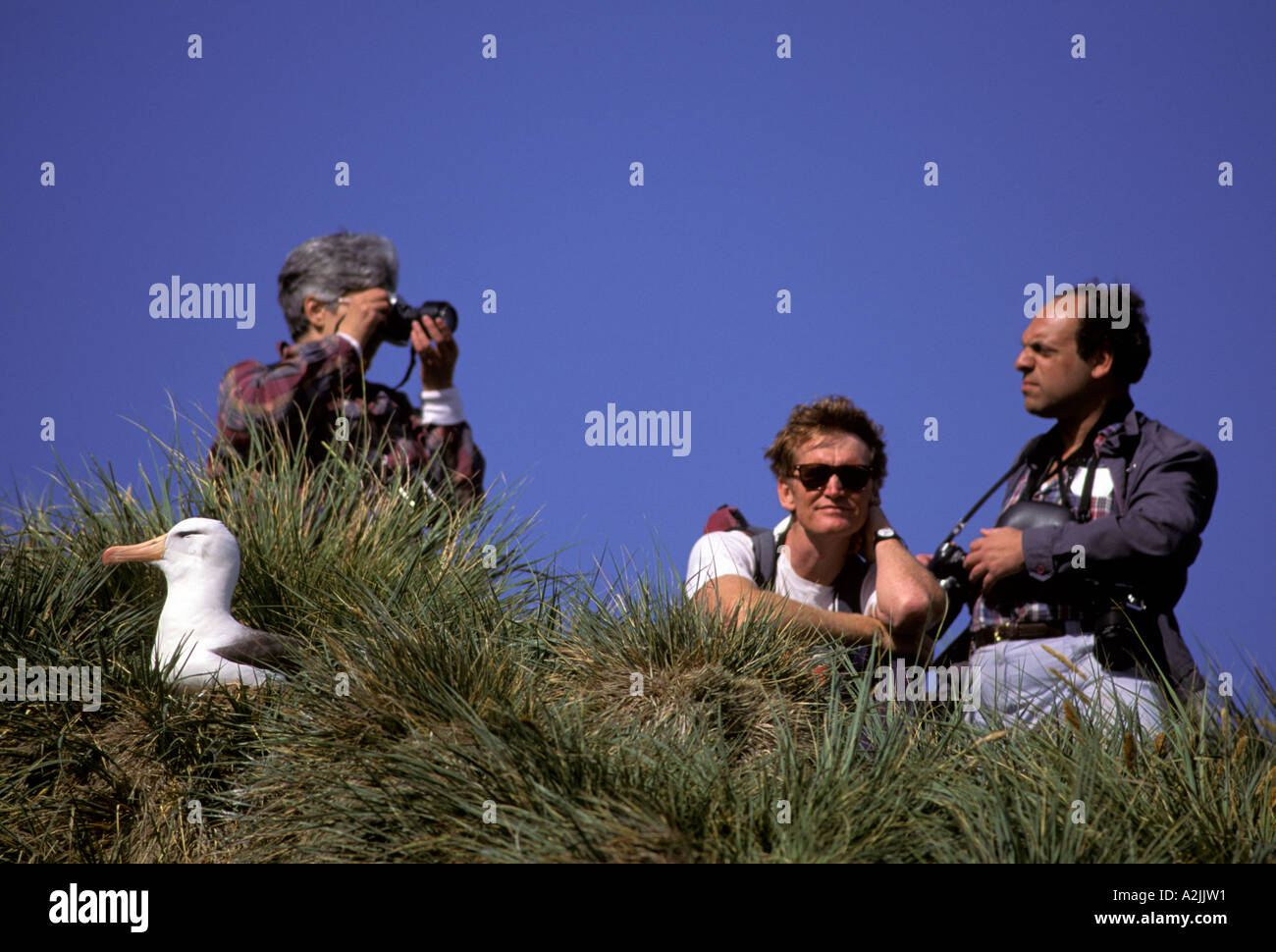 Antarctica albatross person hi-res stock photography and images - Alamy