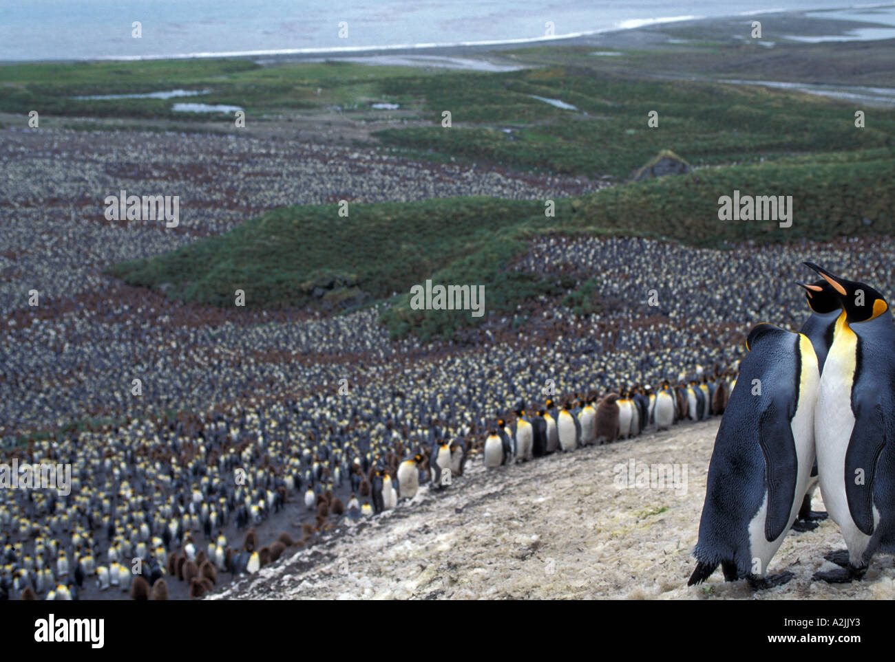 Antarctica, Sub-Antarctic Islands, South Georgia. Huge crowd of King ...