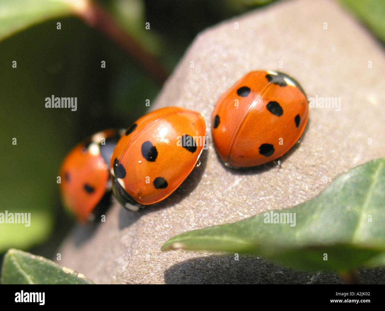 Feeding ladybirds hi-res stock photography and images - Alamy
