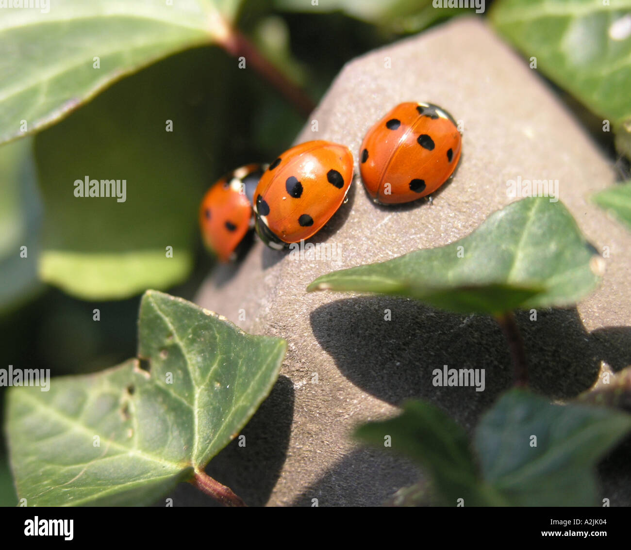 Cute ladybirds hi-res stock photography and images - Alamy