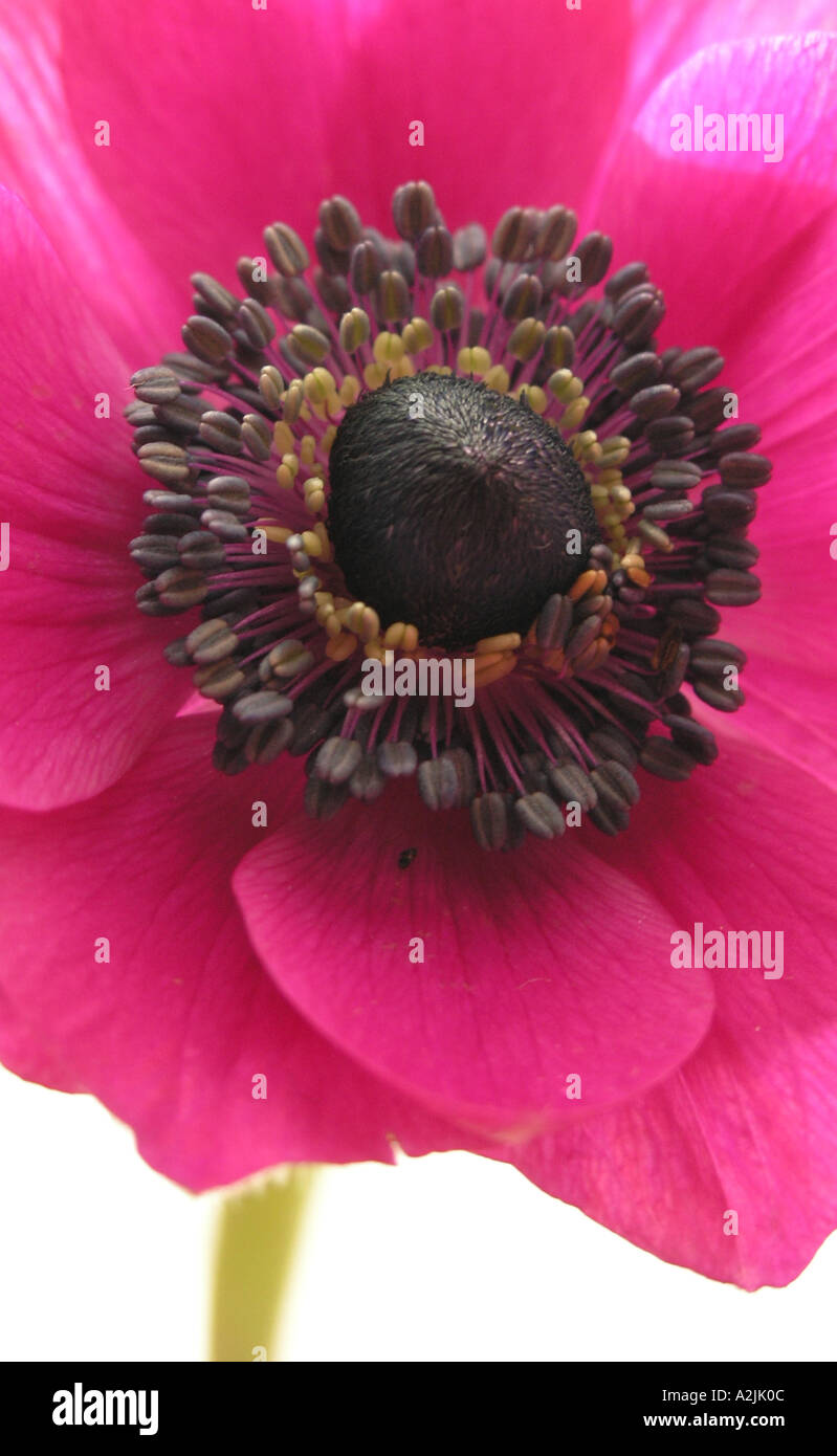 Purple anenome hi-res stock photography and images - Alamy