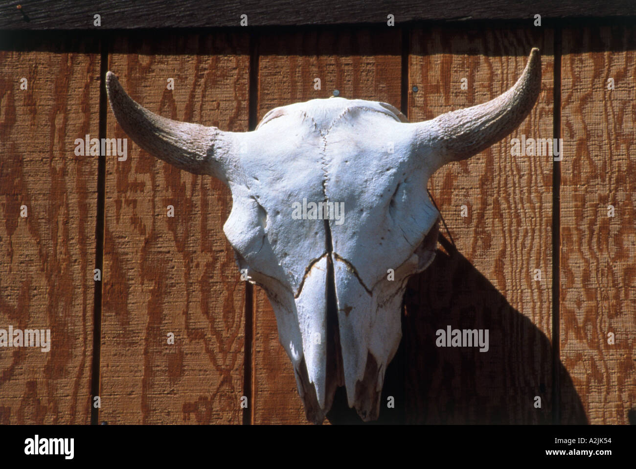 Cow skull in Arizona Stock Photo - Alamy