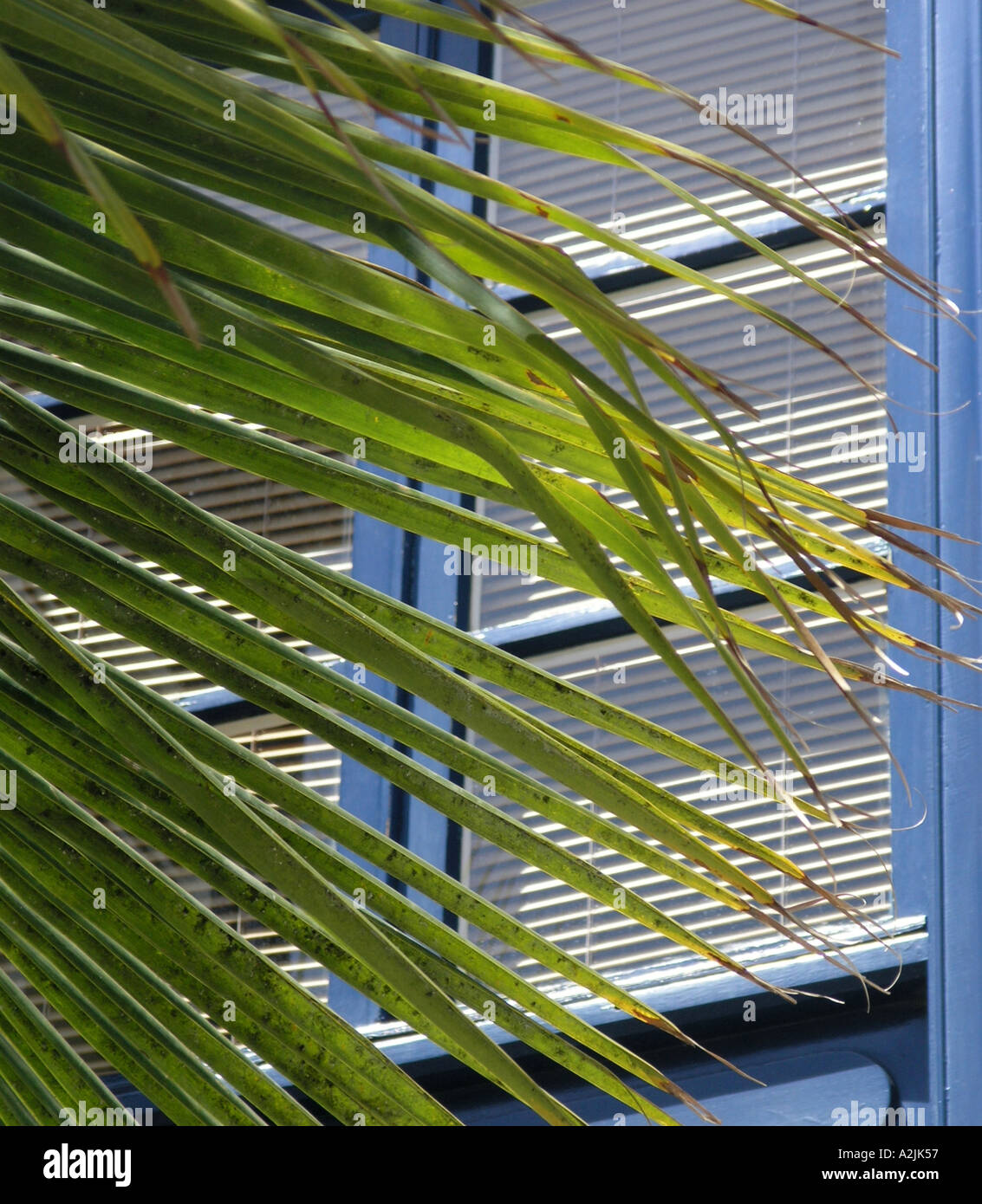 Blue shuttered window ith palm tree leaves Stock Photo - Alamy
