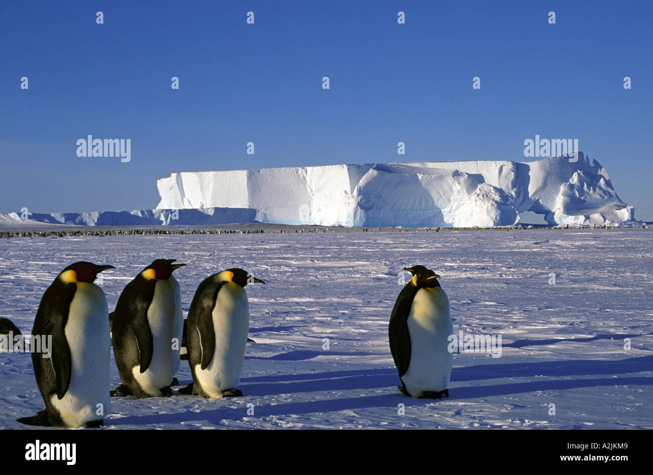 Antarctica, Ross Ice Shelf, Emperor penguins Stock Photo - Alamy