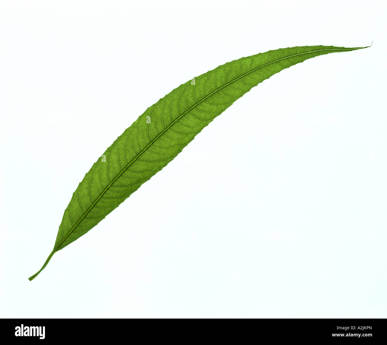 WEEPING WILLOW TREE OR BABYLON WEEPING WILLOW TREE BRANCH (SALIX ...