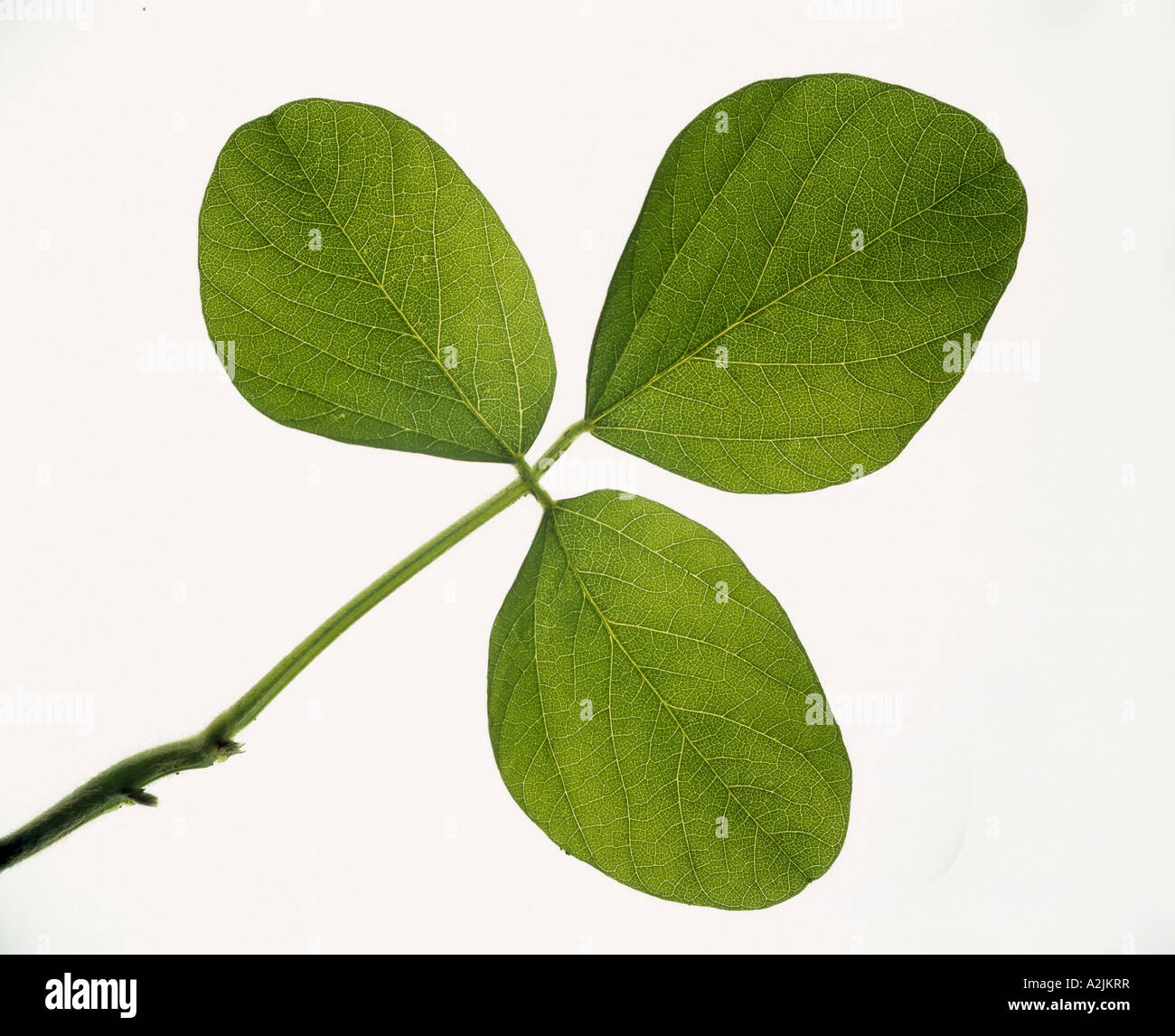 Glycine max leaf hi-res stock photography and images - Alamy
