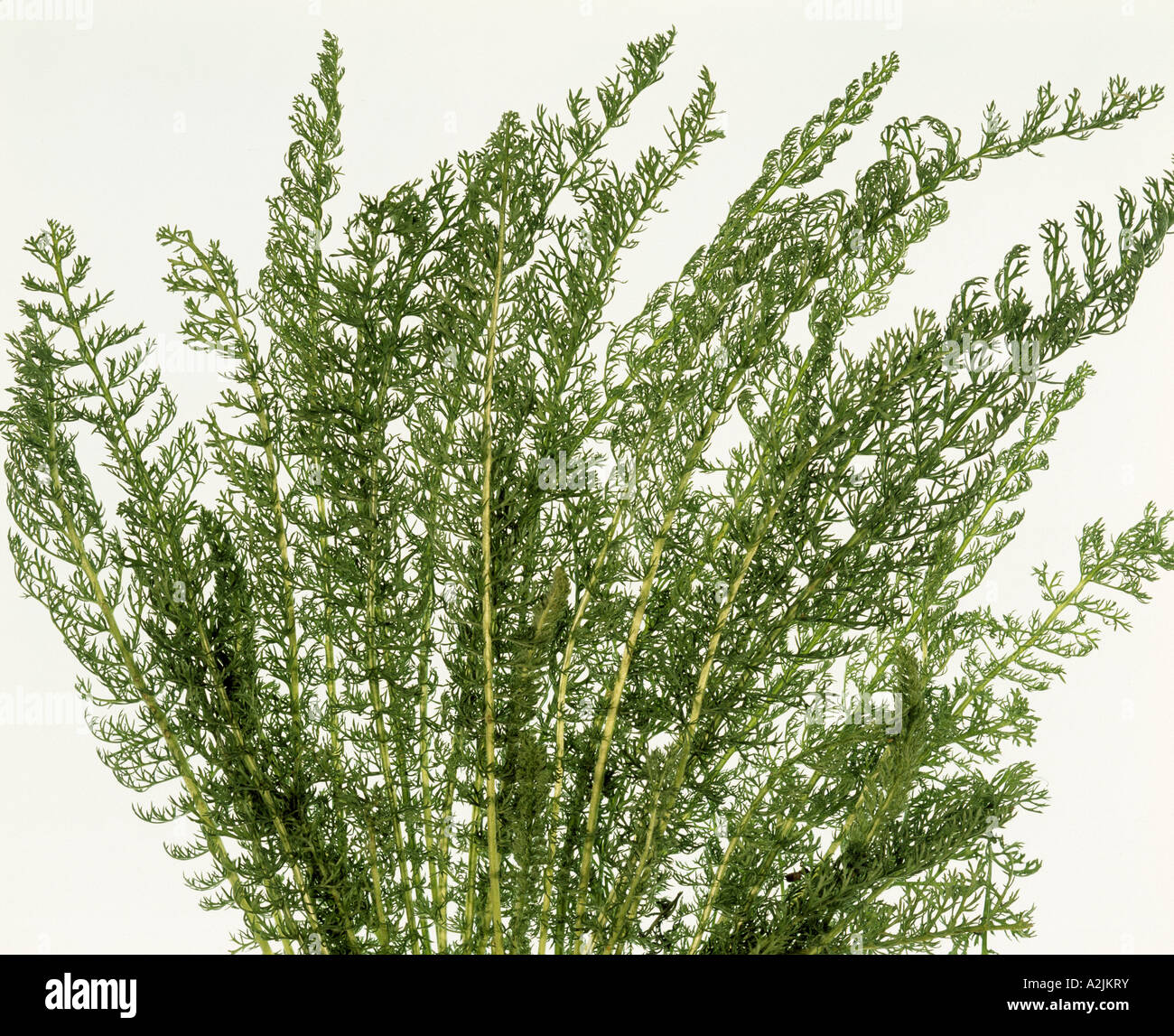 YARROW OR MILIFOIL (ARCHILLEA MILLIFOLIUM) ERECT PERENNIAL HERB WITH ...