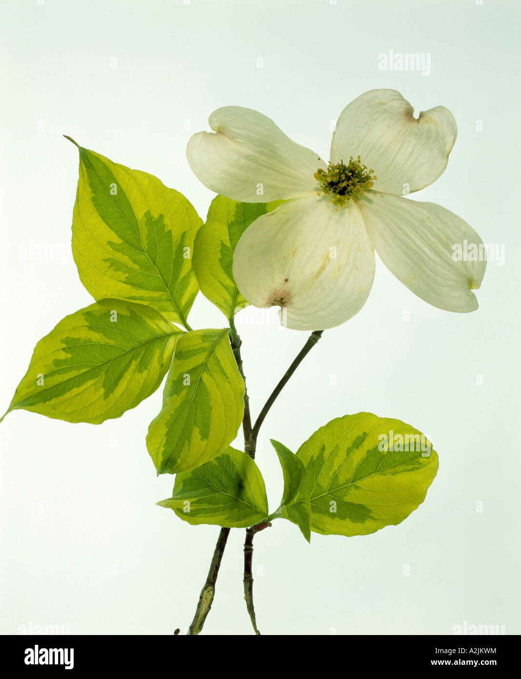 Elliptical leaves hi-res stock photography and images - Alamy