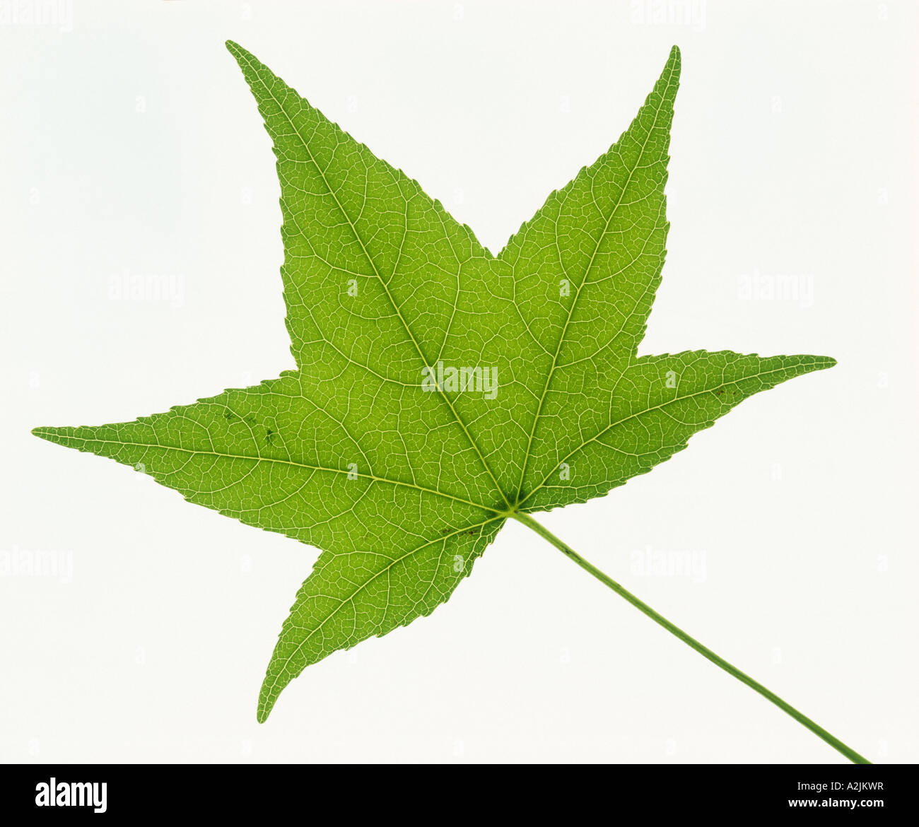 Five pointed star shaped leaves hi-res stock photography and images - Alamy