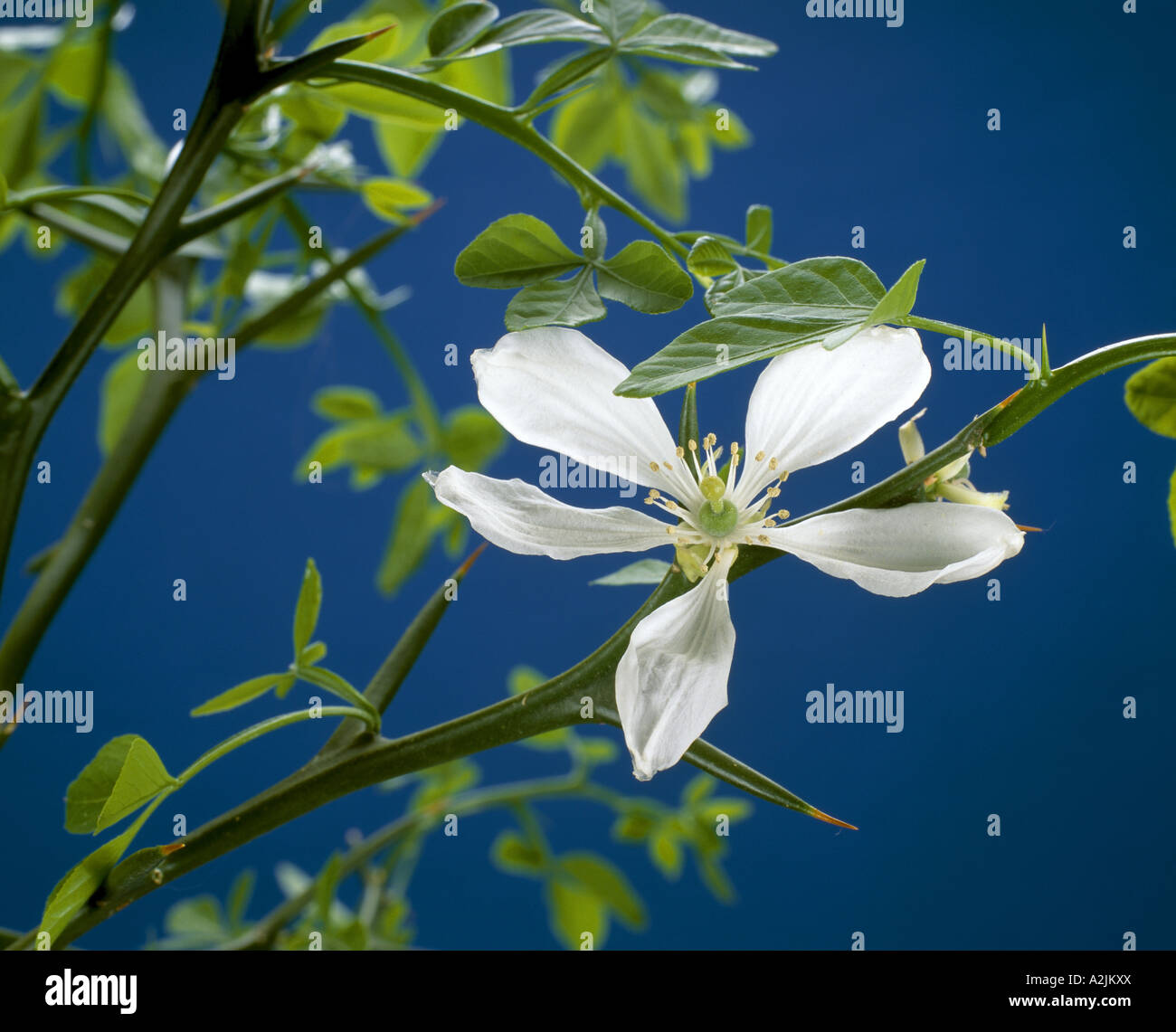 Wavy leaves hi-res stock photography and images - Alamy