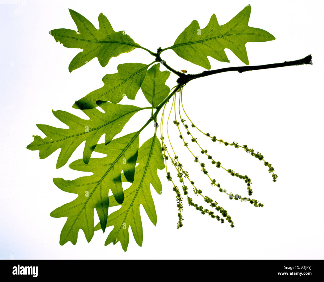 WHITE OAK (QUERCUS ALBA) EVENLY LOBED HAIRLESS LEAVES; SOMEWHAT ...
